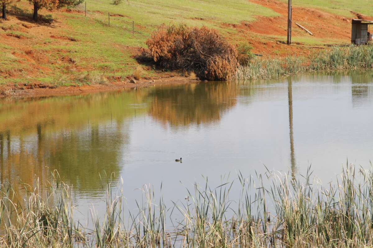 After fire comes recovery: Life in a farm dam – ANU Sustainable Farms