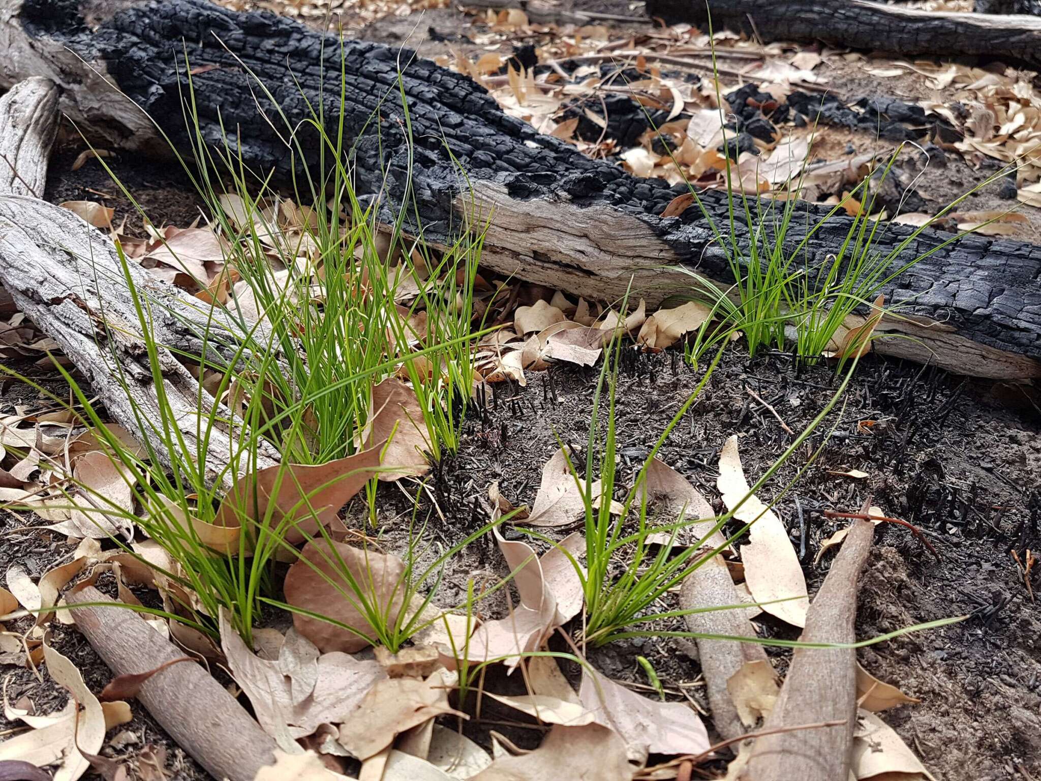 Fire in farm landscapes: Keep your fallen timber and dead trees – ANU ...