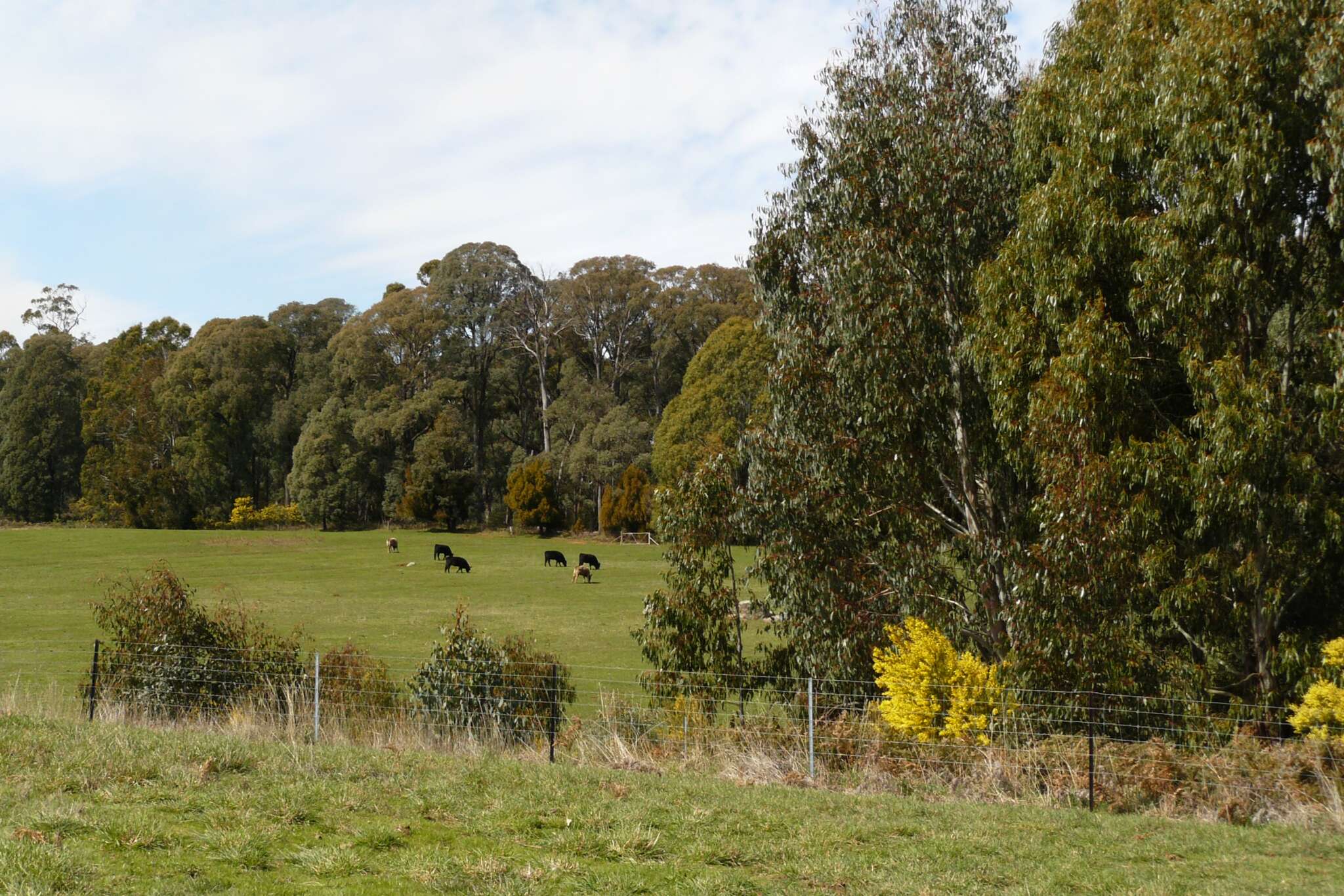 Establish shelterbelts with multiple benefits – ANU Sustainable Farms