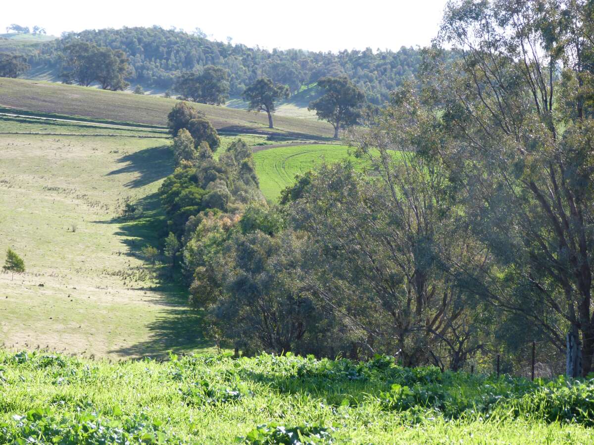 Establish shelterbelts with multiple benefits – ANU Sustainable Farms
