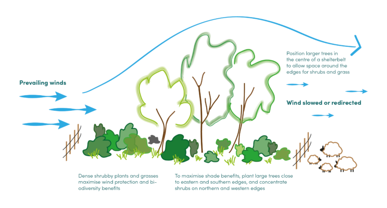 Establish shelterbelts with multiple benefits – ANU Sustainable Farms