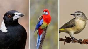 Protecting native grasses – ANU Sustainable Farms