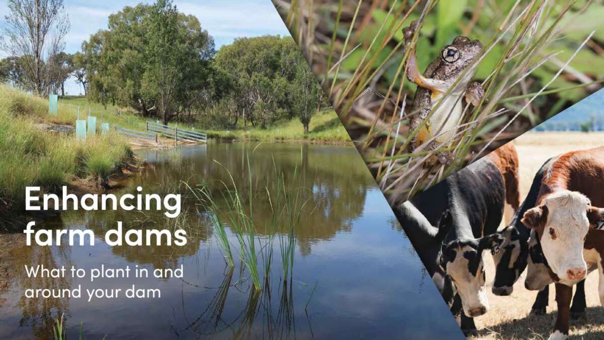 New planting guide for enhancing farm dams – ANU Sustainable Farms