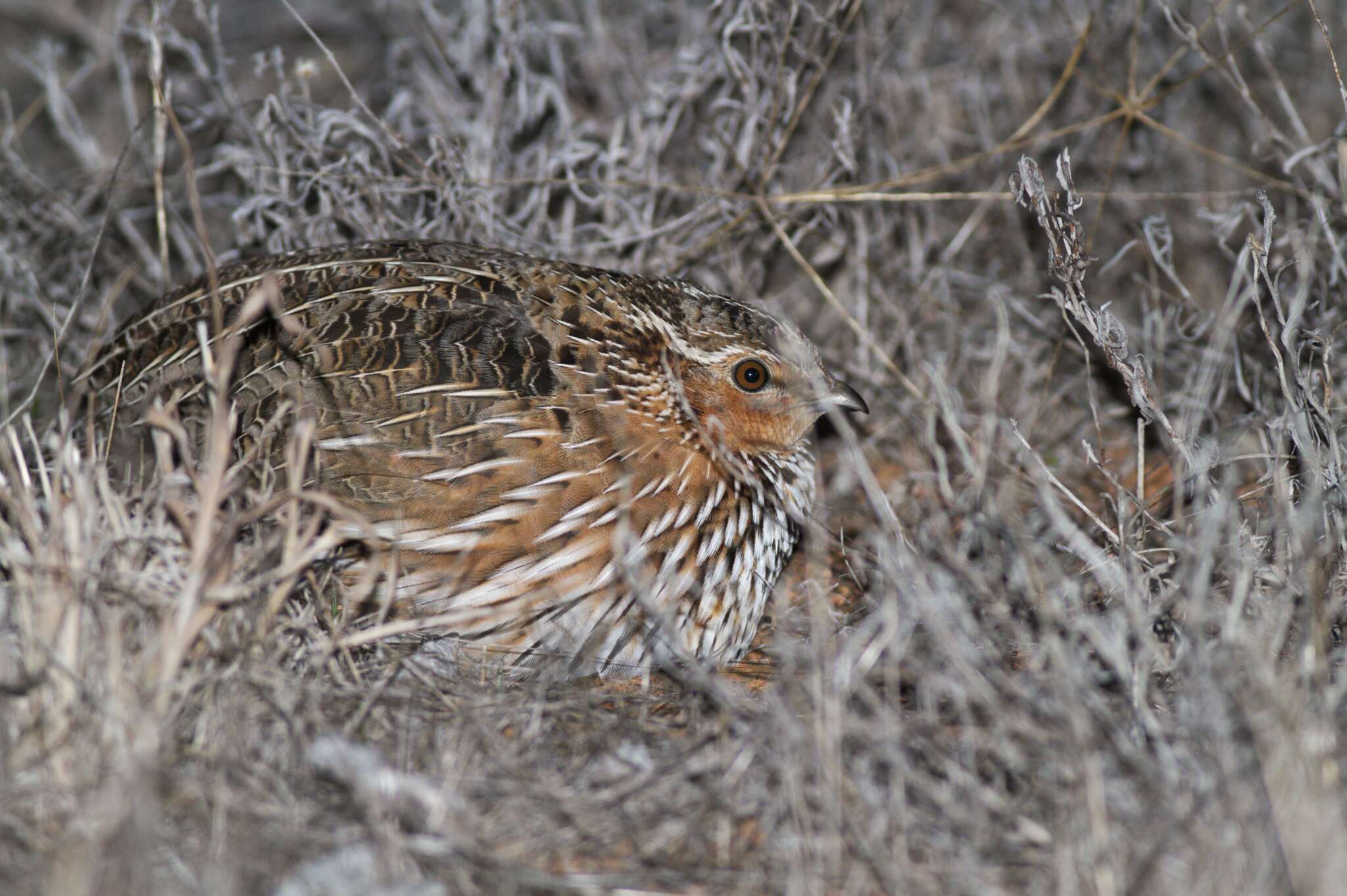 Protecting native grasses – ANU Sustainable Farms