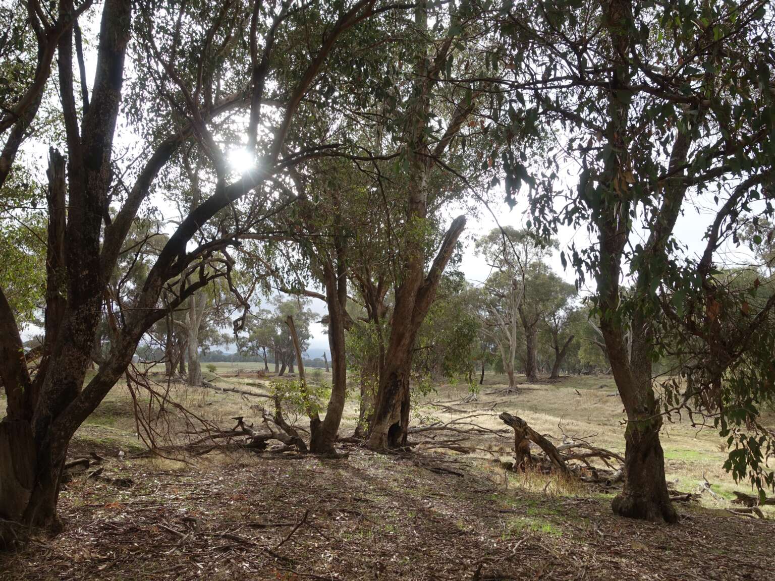 Protect and restore paddock trees – ANU Sustainable Farms
