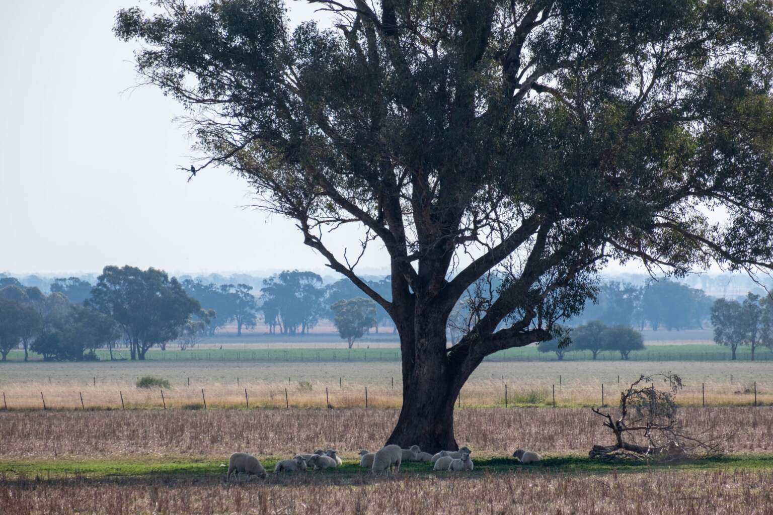 Protect and restore paddock trees – ANU Sustainable Farms