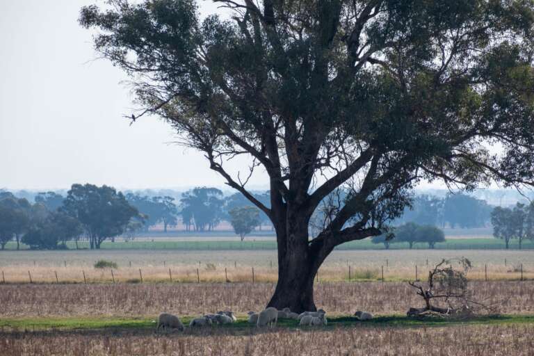 Protect and restore paddock trees – ANU Sustainable Farms