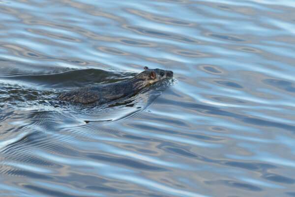 Enhance farm dams – ANU Sustainable Farms