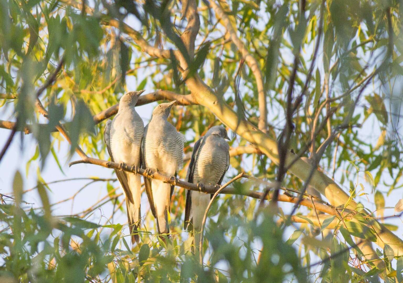 Protect and restore paddock trees – ANU Sustainable Farms