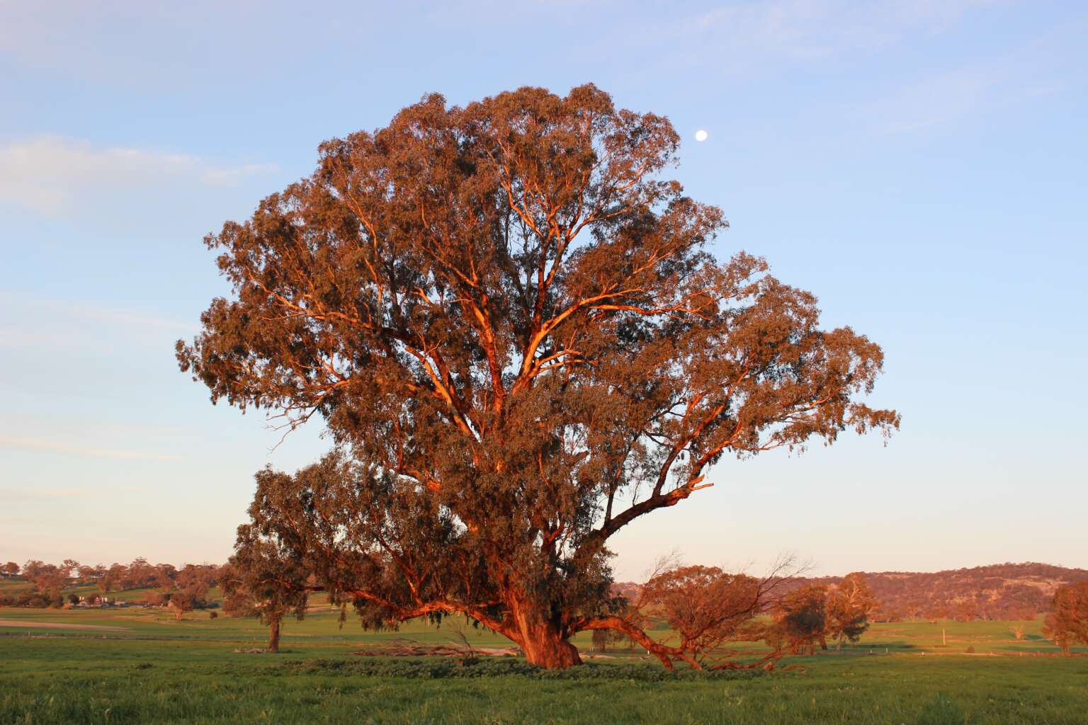 Protect and restore paddock trees – ANU Sustainable Farms