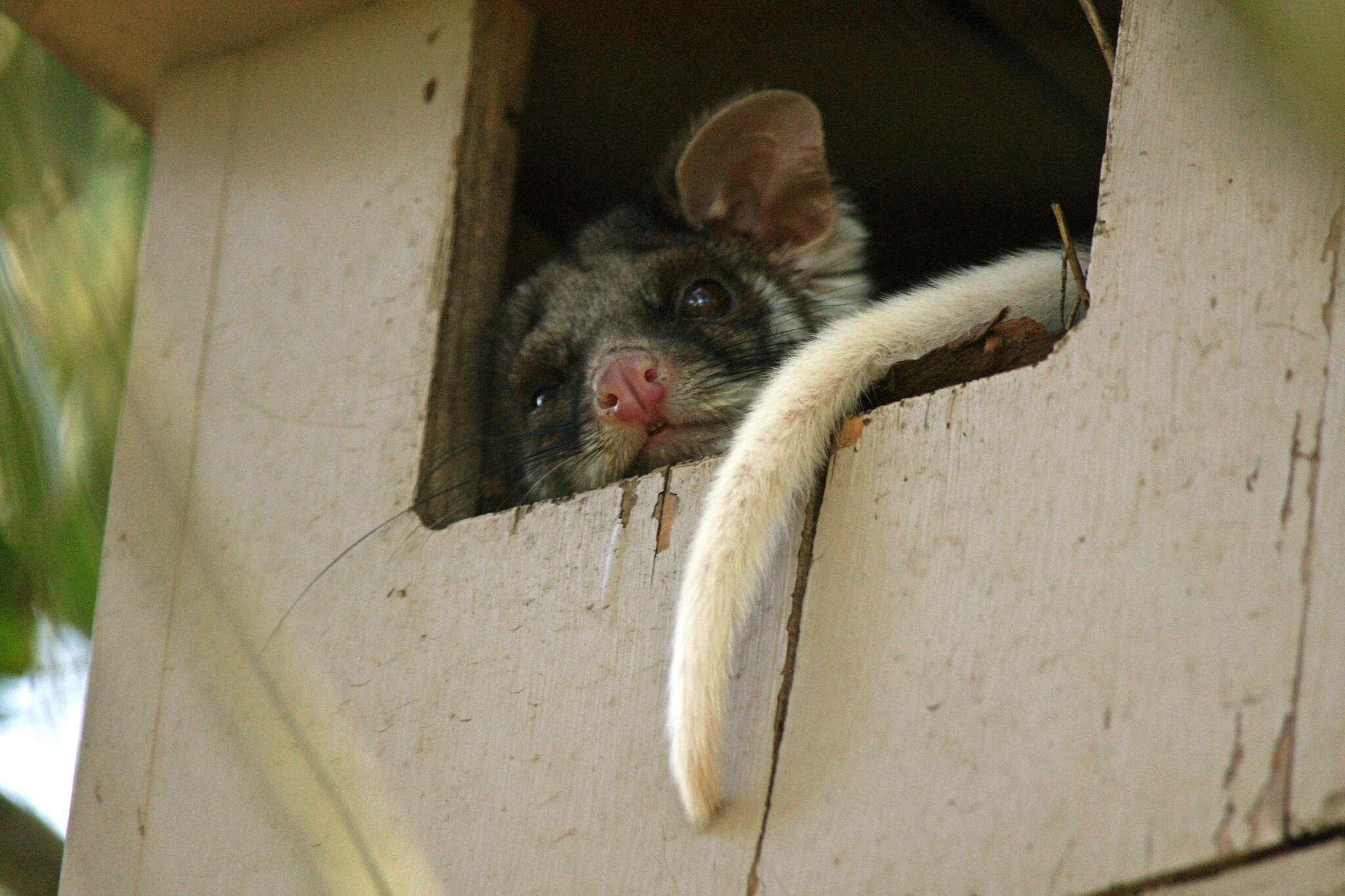 Support biodiversity – ANU Sustainable Farms