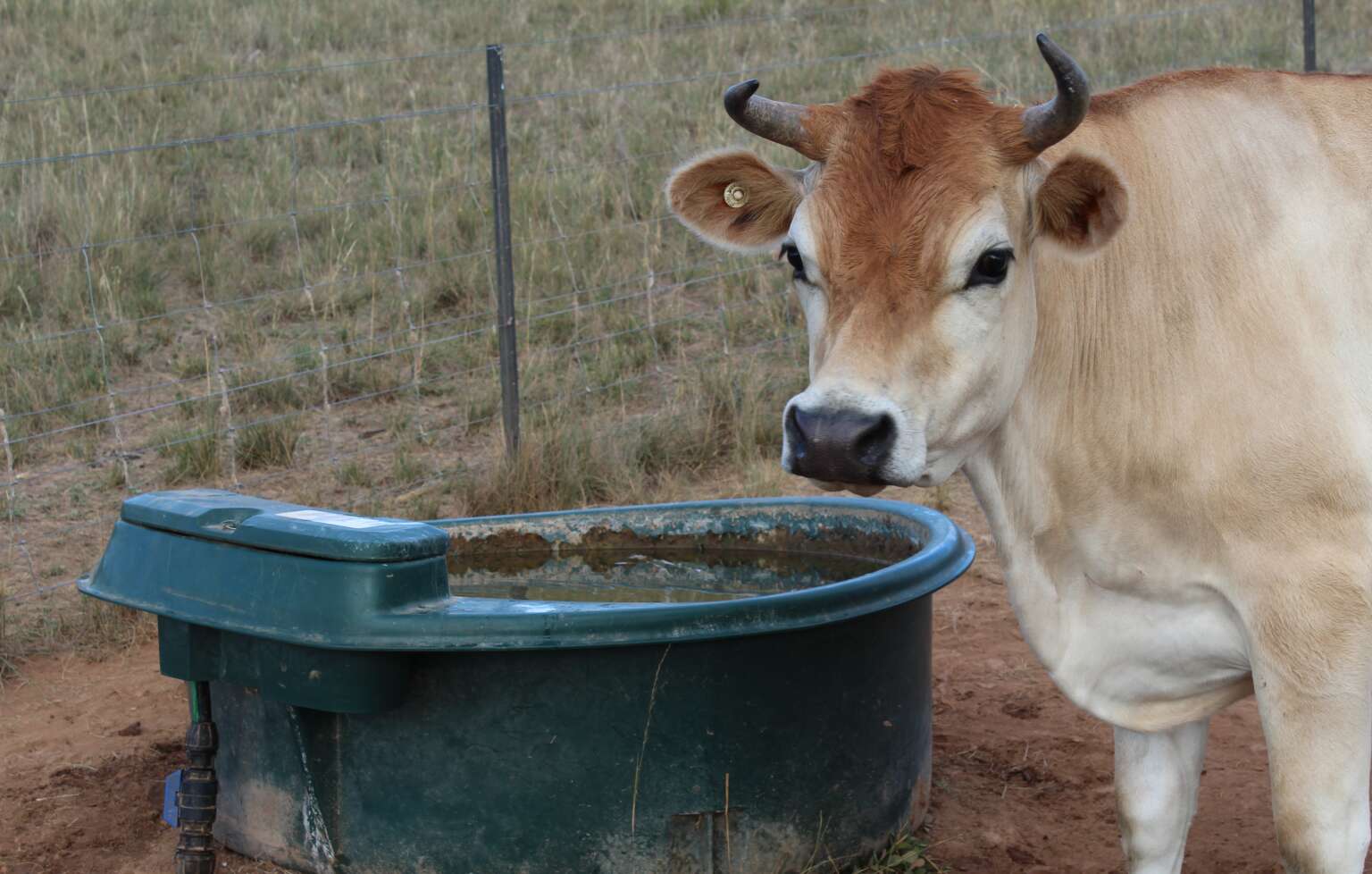 Enhance farm dams – ANU Sustainable Farms