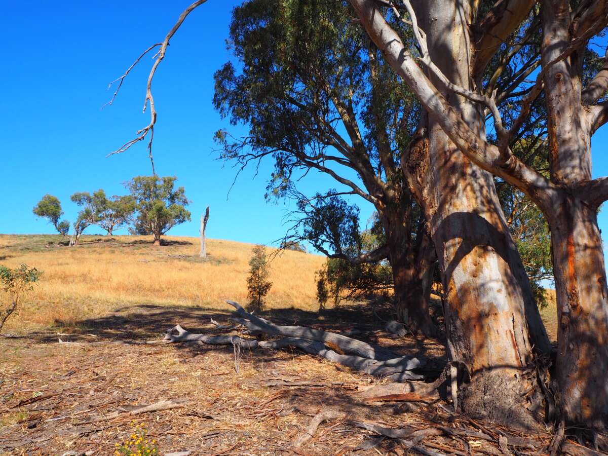 Protect remnant vegetation – ANU Sustainable Farms