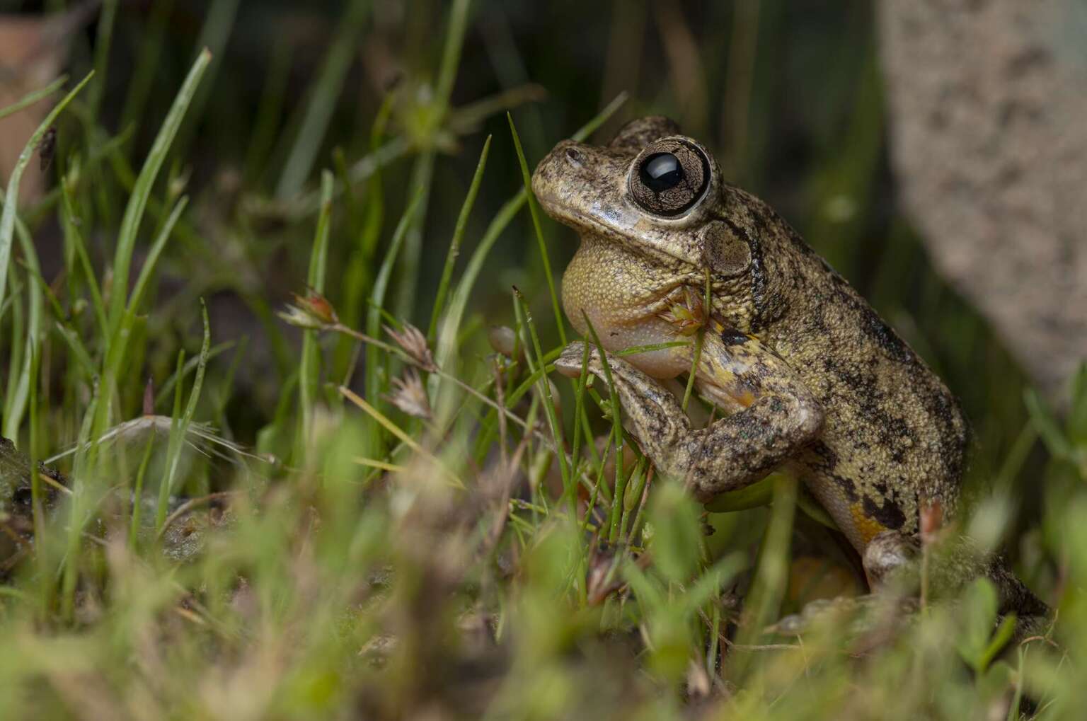 Enhance farm dams – ANU Sustainable Farms