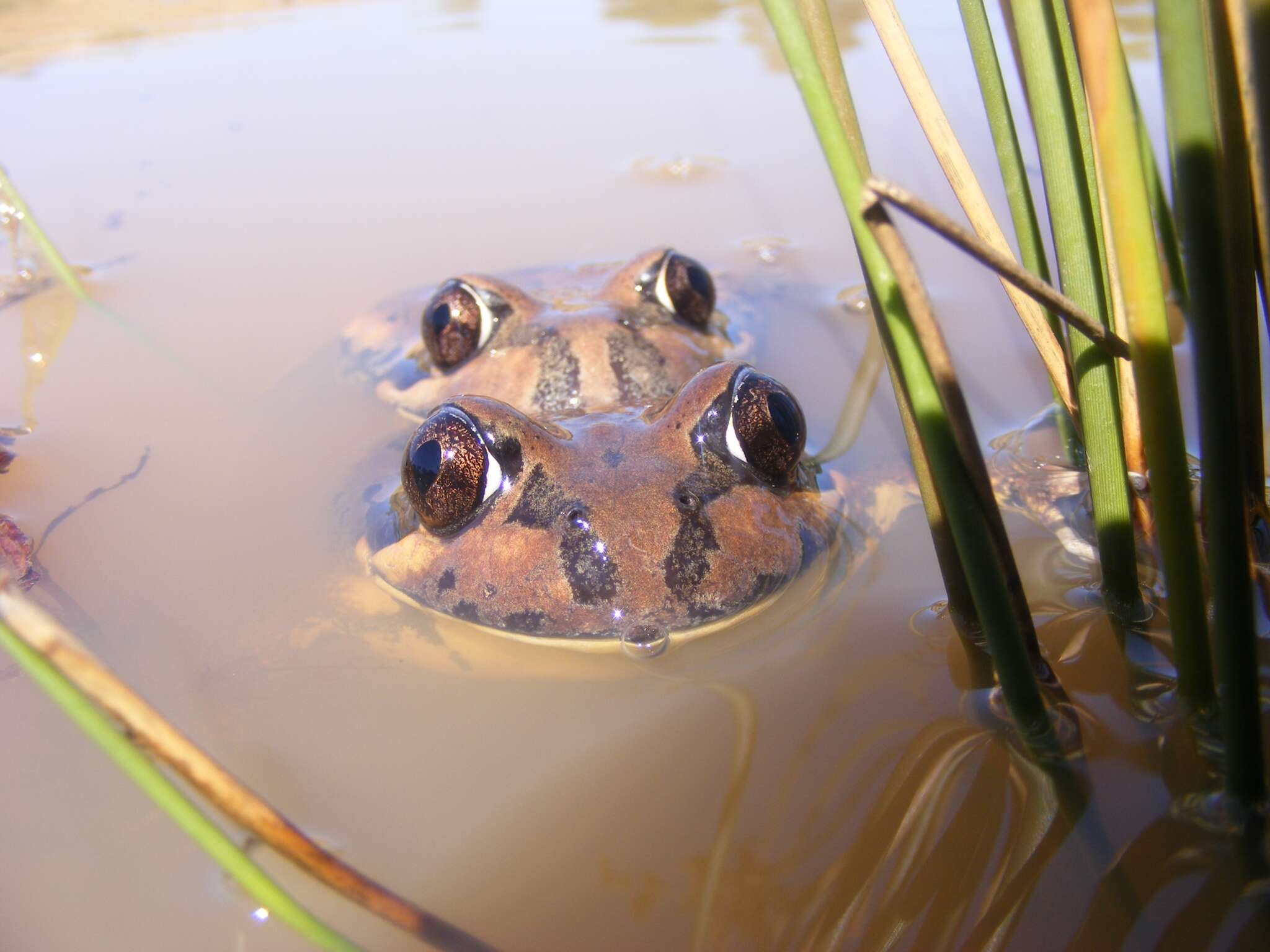 Enhance farm dams – ANU Sustainable Farms