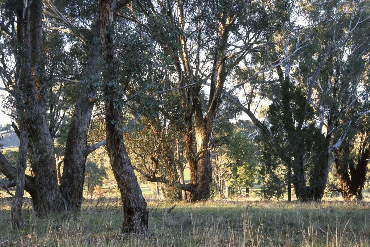 Woodlands: A disappearing landscape – ANU Sustainable Farms