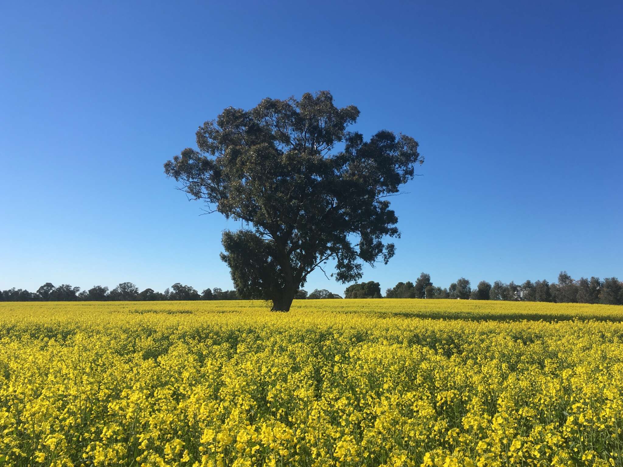 Protect and restore paddock trees – ANU Sustainable Farms