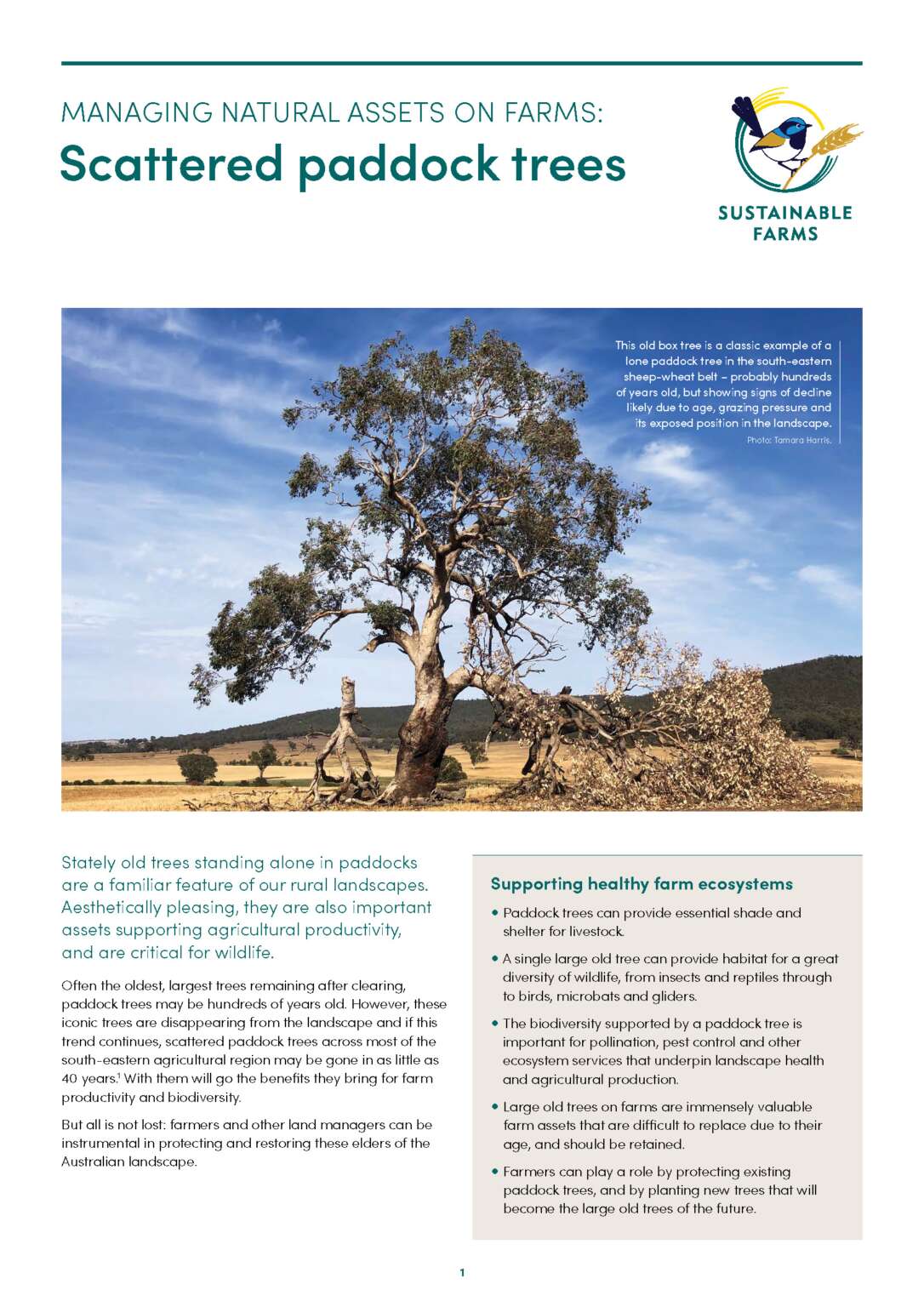Managing natural assets: Scattered paddock trees – ANU Sustainable Farms