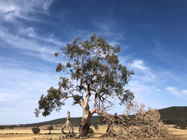 Management guide | Resources – ANU Sustainable Farms