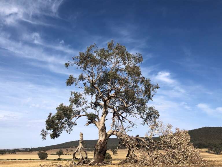 Management guide | Resources – ANU Sustainable Farms
