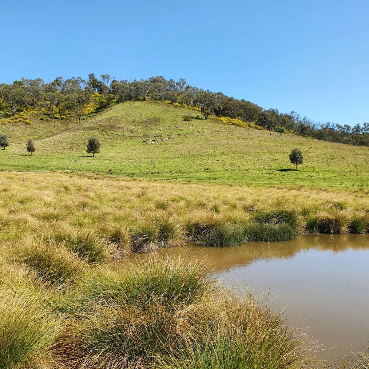 Productive farming in box-gum grassy woodland - Mount Adrah NSW – ANU ...