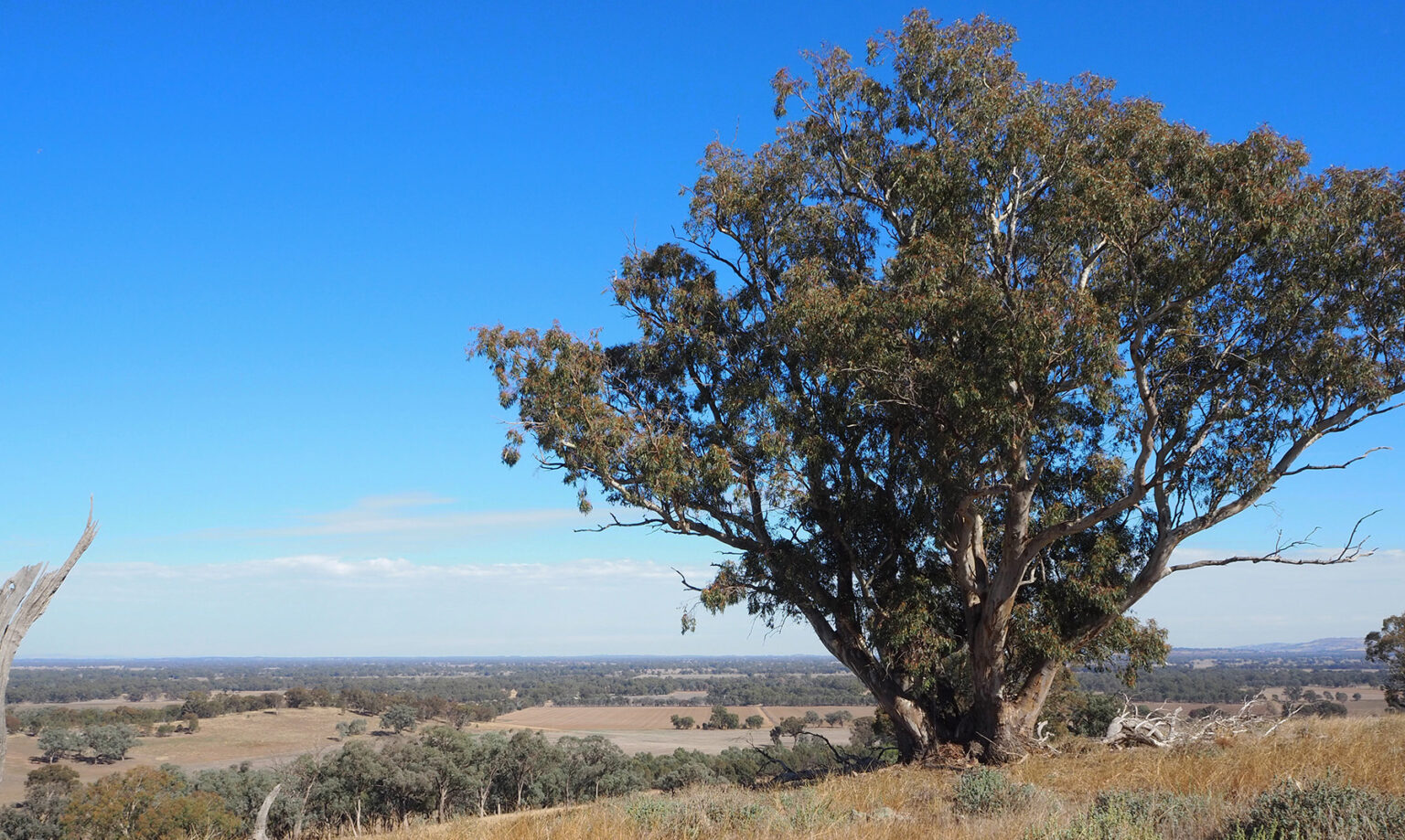 Paddock tree protection and grassland restoration field day - Baranduda ...
