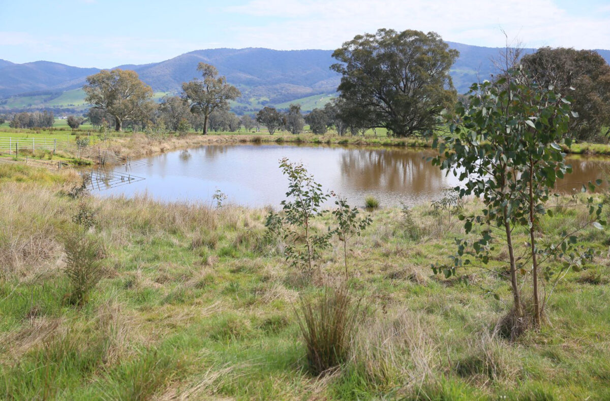 Enhancing farm dams field day - Staghorn Flat VIC – ANU Sustainable Farms